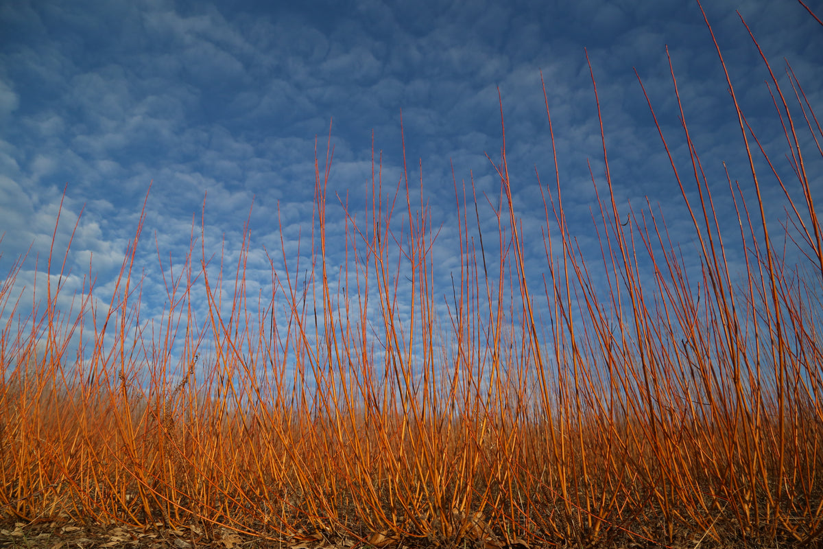 Willow Planting Guide – Under the Tree Farm