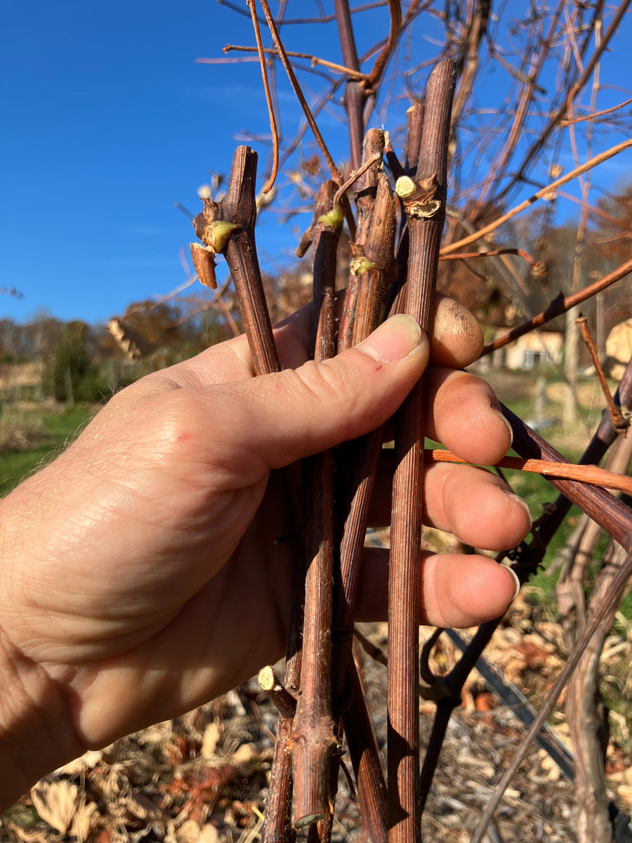 GRAPE CUTTINGS – Under the Tree Farm
