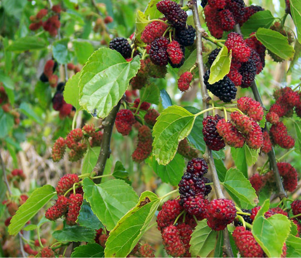 MULBERRIES – Under the Tree Farm