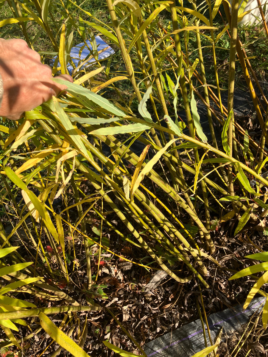Salix koriyanagi 'Rubykins' – Under the Tree Farm