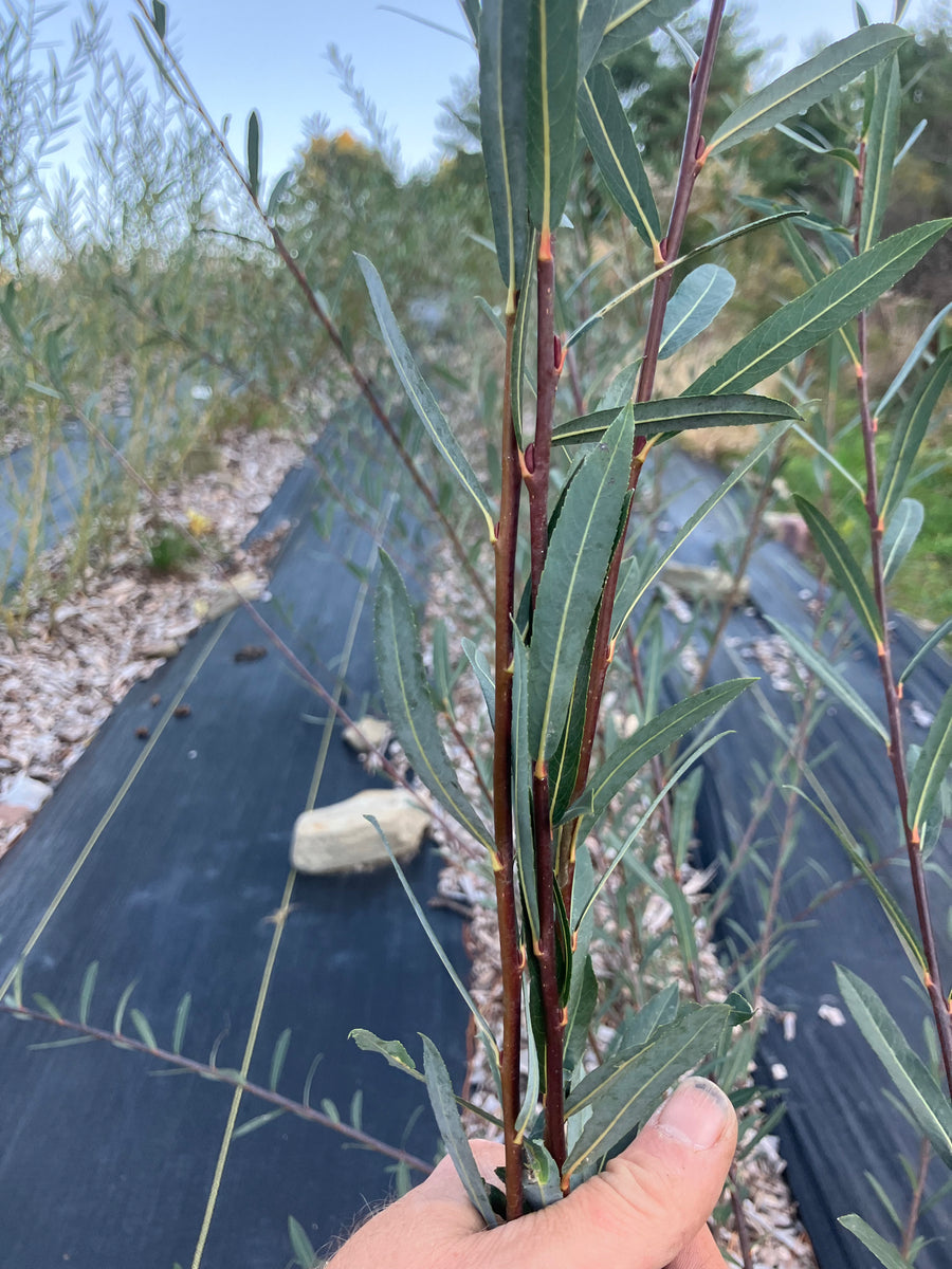 Salix purpurea 'Frances Red' – Under the Tree Farm