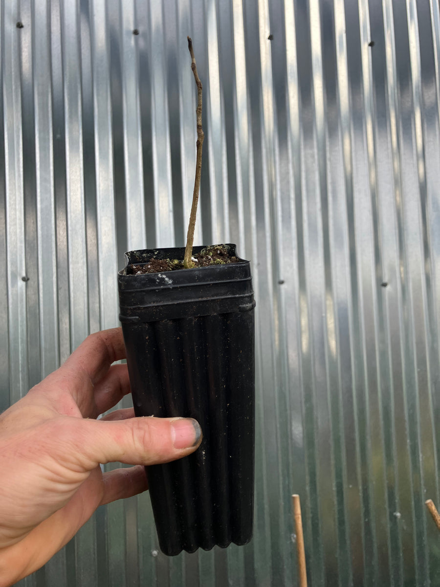 SEEDLING KENTUCKY COFFEE TREE Gymnocladus dioicus 4 pack – Under the ...