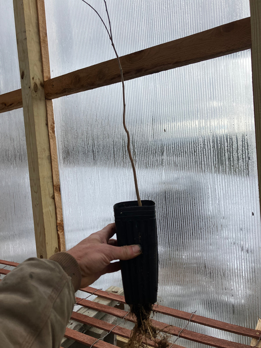 SEEDLING HACKBERRY Celtis occidentalis TREE 4 pack – Under the Tree Farm