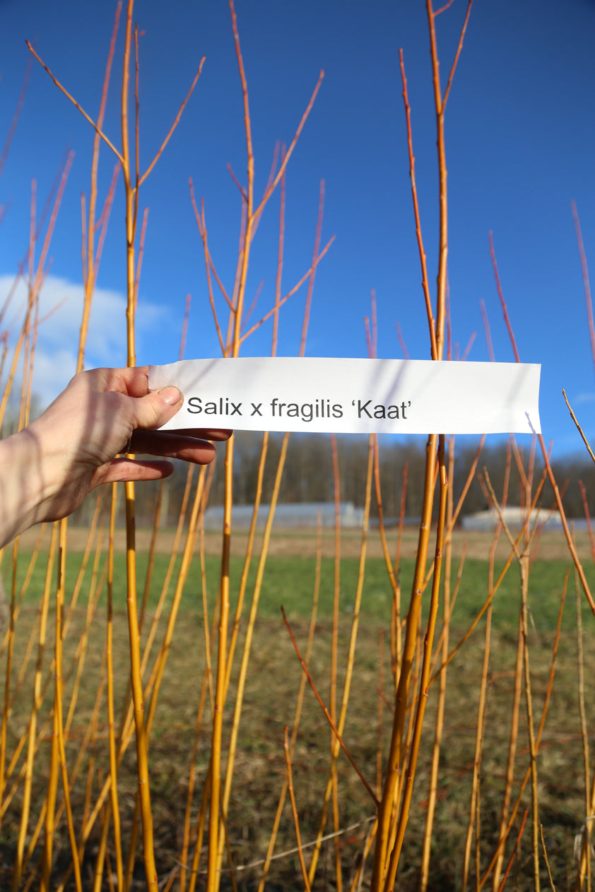 Salix x fragilis 'Kaat' – Under the Tree Farm