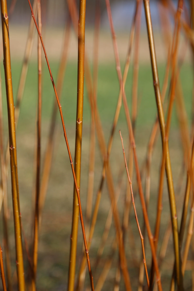 Salix x fragilis 'Flanders Red' – Under the Tree Farm