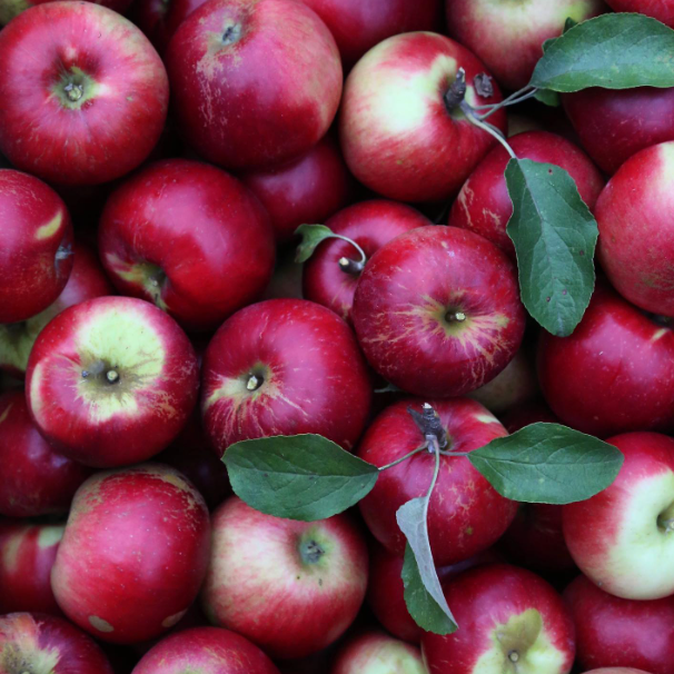 M7 Apple rootstock, bundle of 5 – Under the Tree Farm