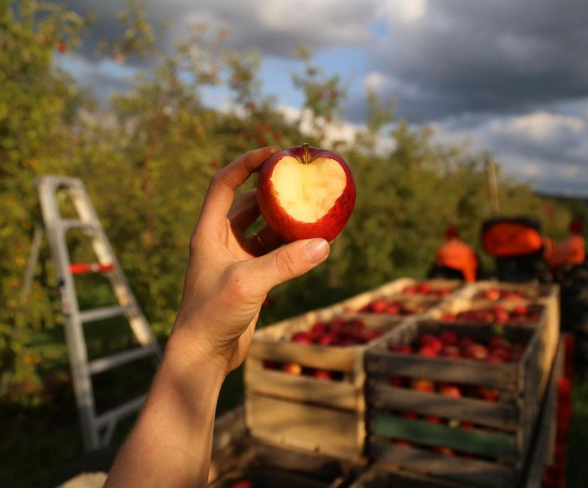 KEEPSAKE APPLE TREE – Under the Tree Farm