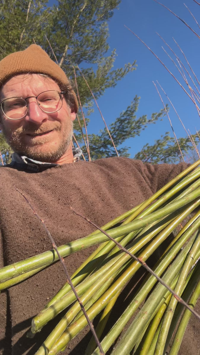 Salix hybrid Fish Creek – Under the Tree Farm